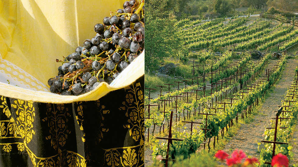 Traditional Organic Farming in Crete - Agreco Farm