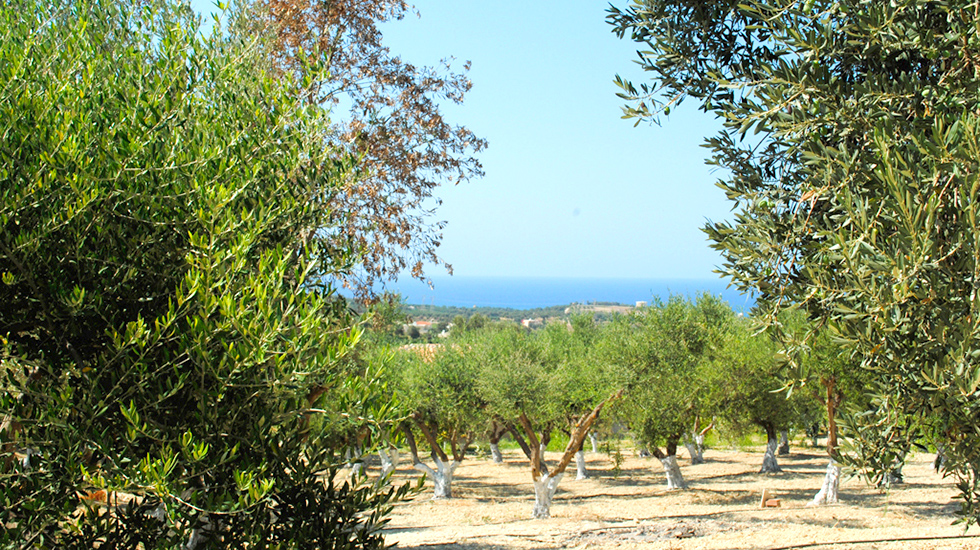 Traditional Organic Farming in Crete - Agreco Farm